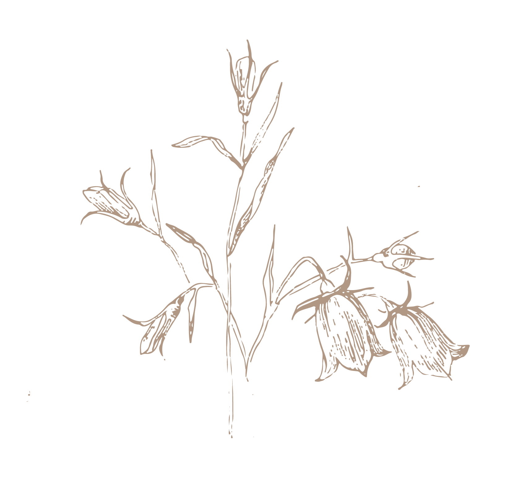 Campanula By Olga Gerasim Canvas Tokyo Creative Platform